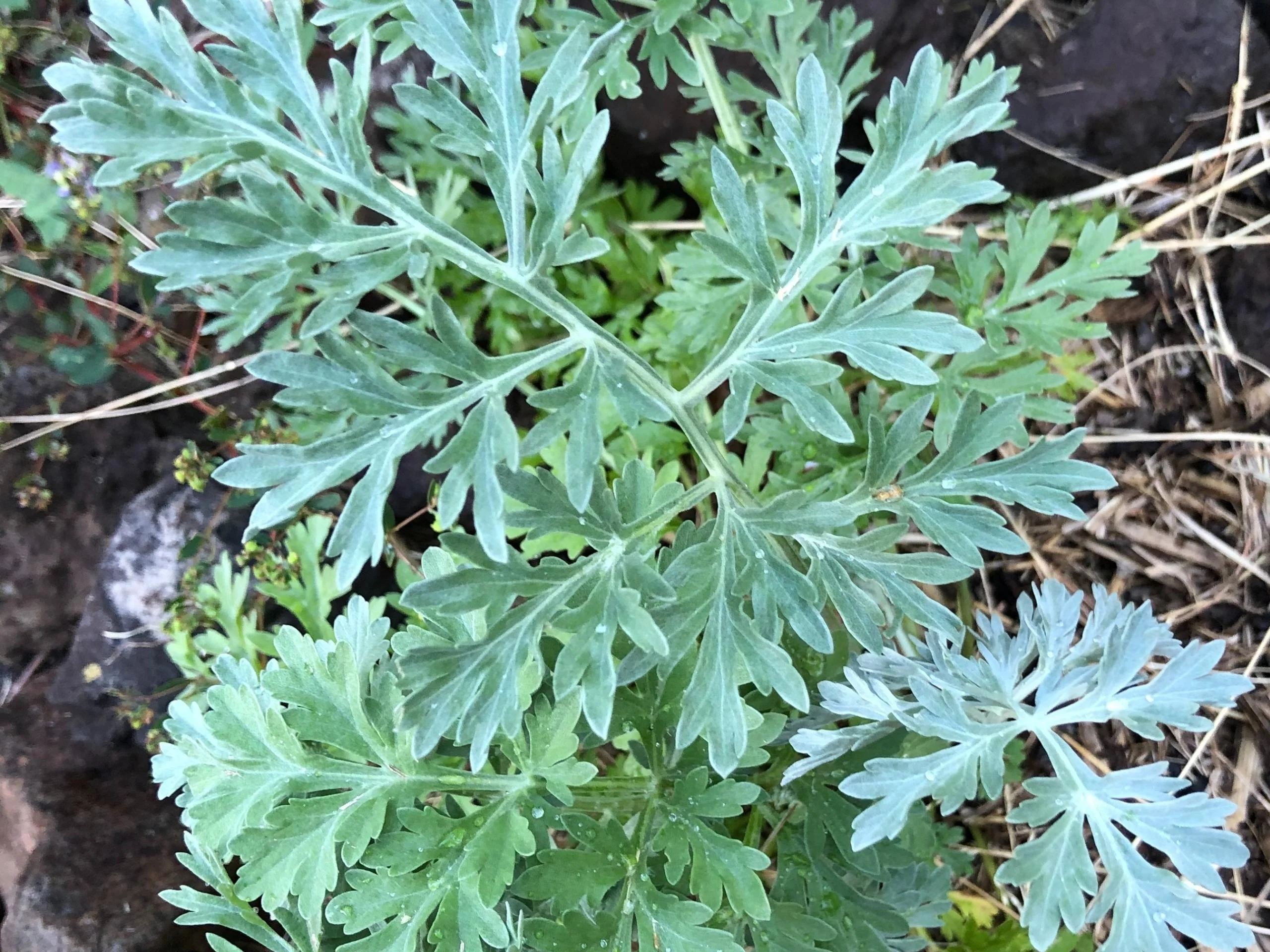 Health benefits of wormwood. - thaimental.com